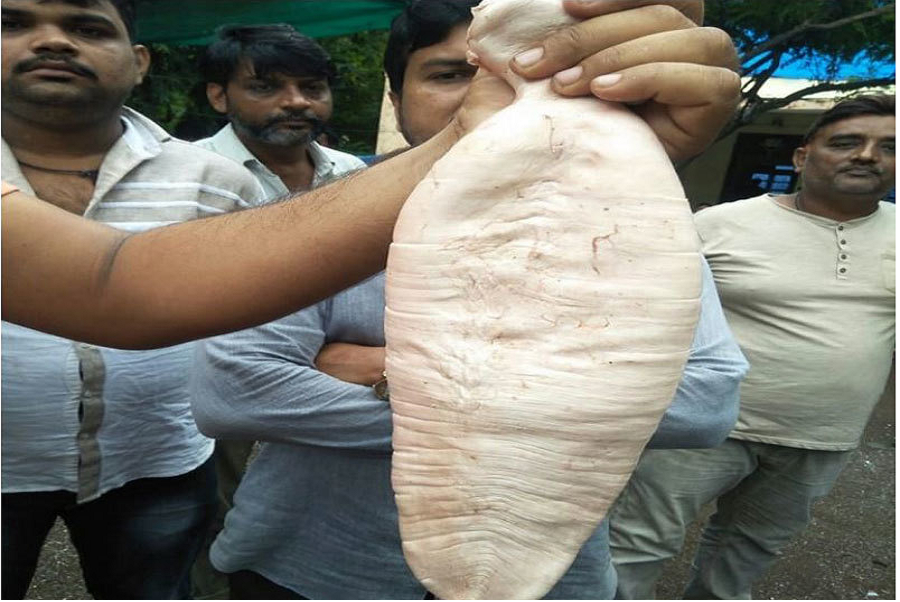 घोळ मासा खाण्याचे '7' आरोग्यदायी फायदे ।Health benefits of eating Ghol ...